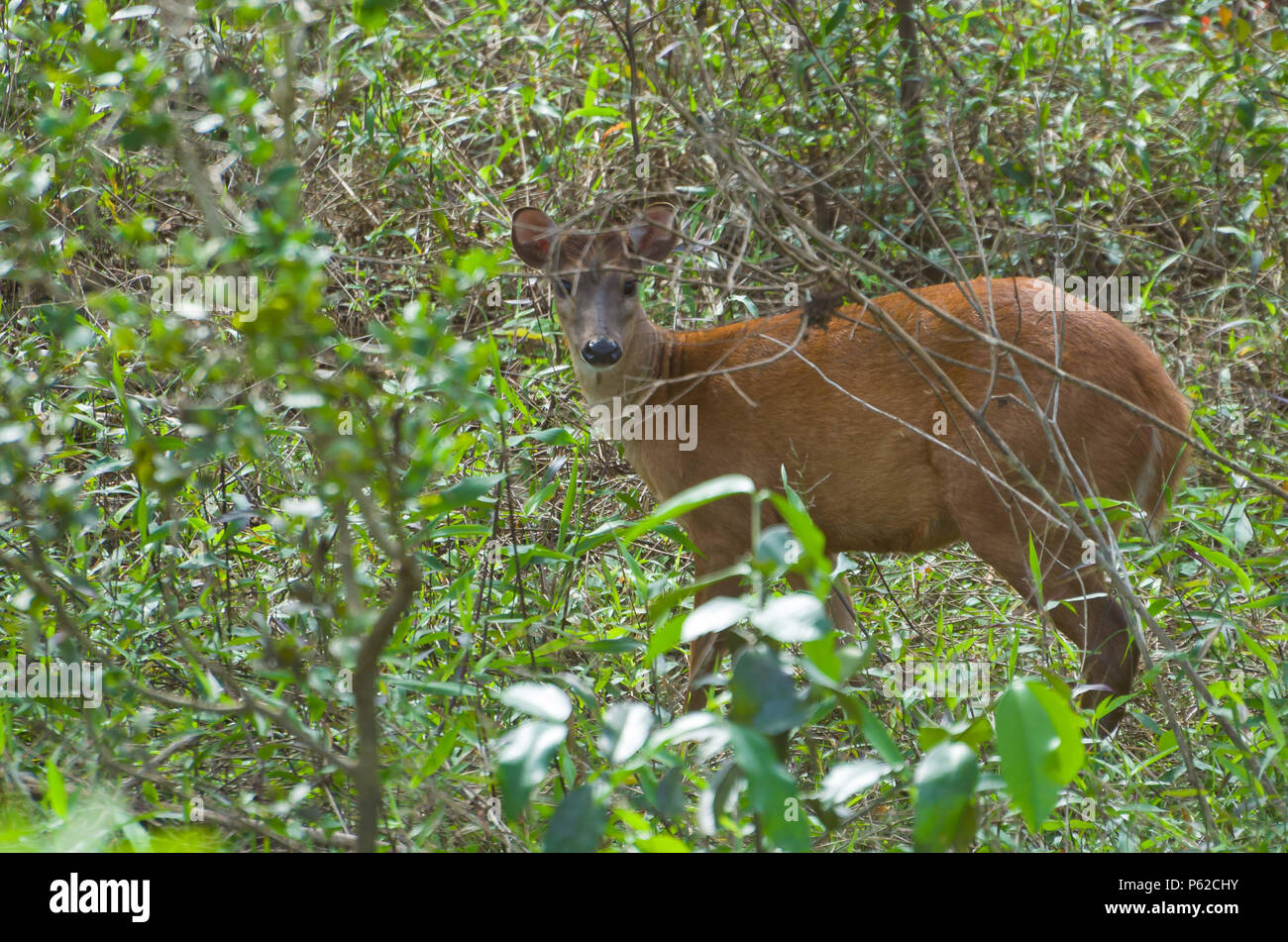 Red brocket deer mazama americana hi-res stock photography and images ...