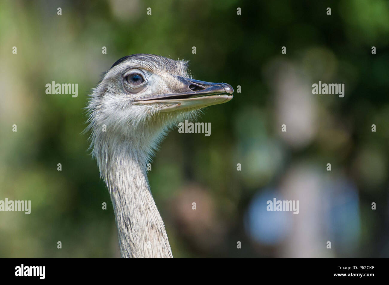 Beautiful Ema or Greater Rhea (Rhea americana) in the Brazilian wetland ...