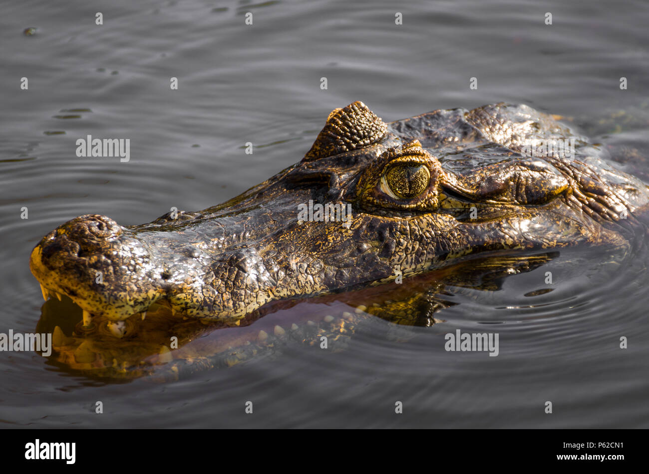 Beautiful Jacare (Caiman yacare) in the Brazilian wetland Stock Photo ...
