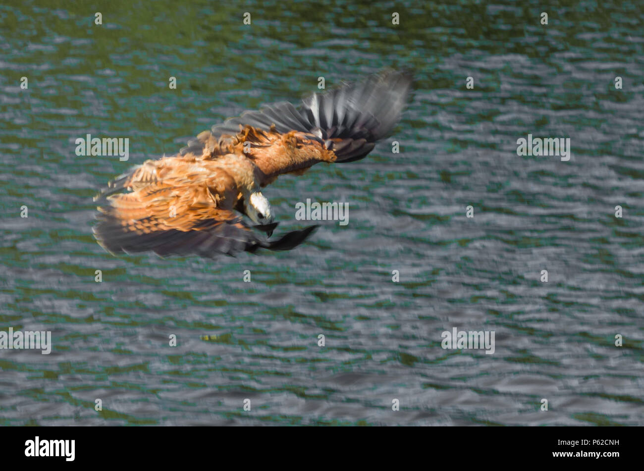 Beautiful Giant Hawk or Black-collared Hawk (Busarellus nigricollis ...
