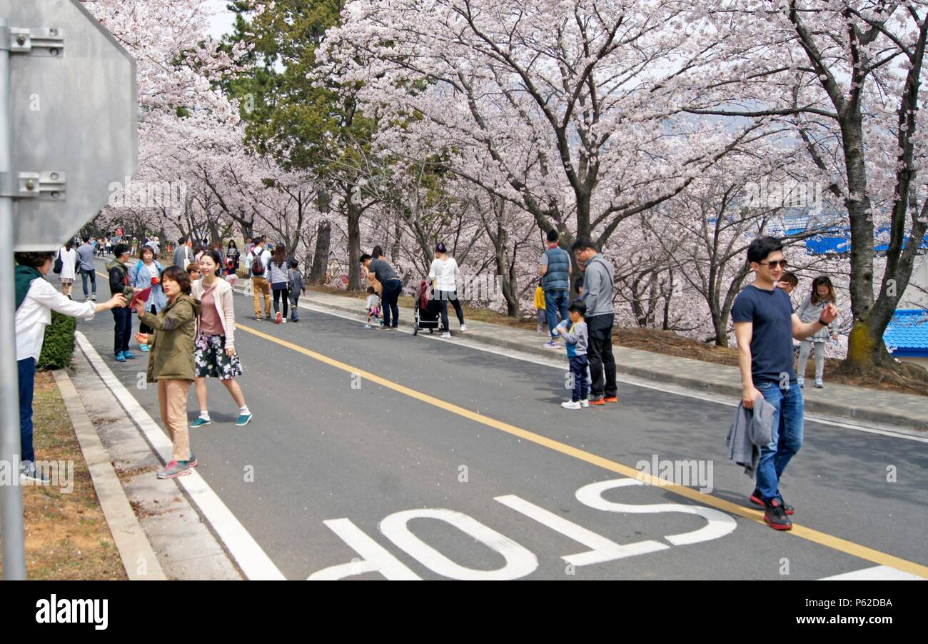 160402-N-CW500-024 JINHAE, Republic of Korea (April 2, 2016) Local ...