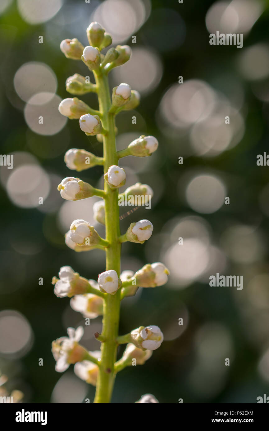 Tree bloom blossom beautiful flowers in spring season Stock Photo - Alamy