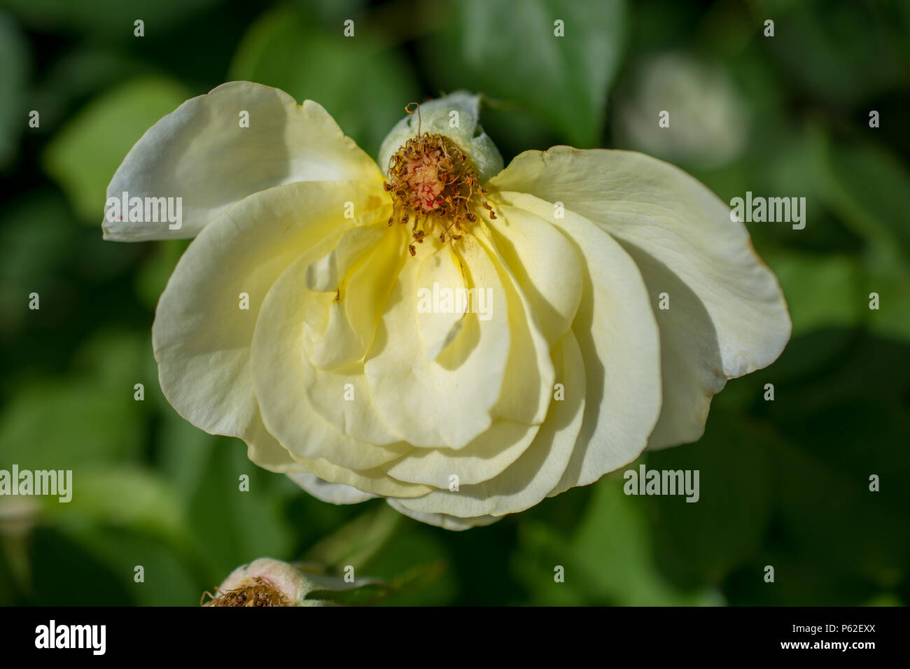 Colorful fresh rose partly in the close up view Stock Photo - Alamy
