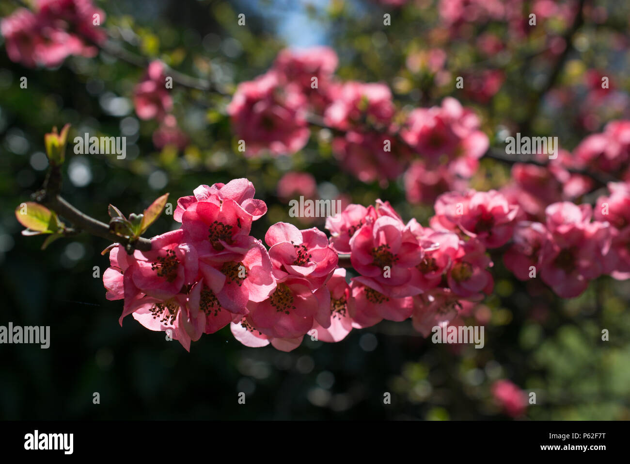 Tree bloom blossom beautiful flowers in spring season Stock Photo - Alamy