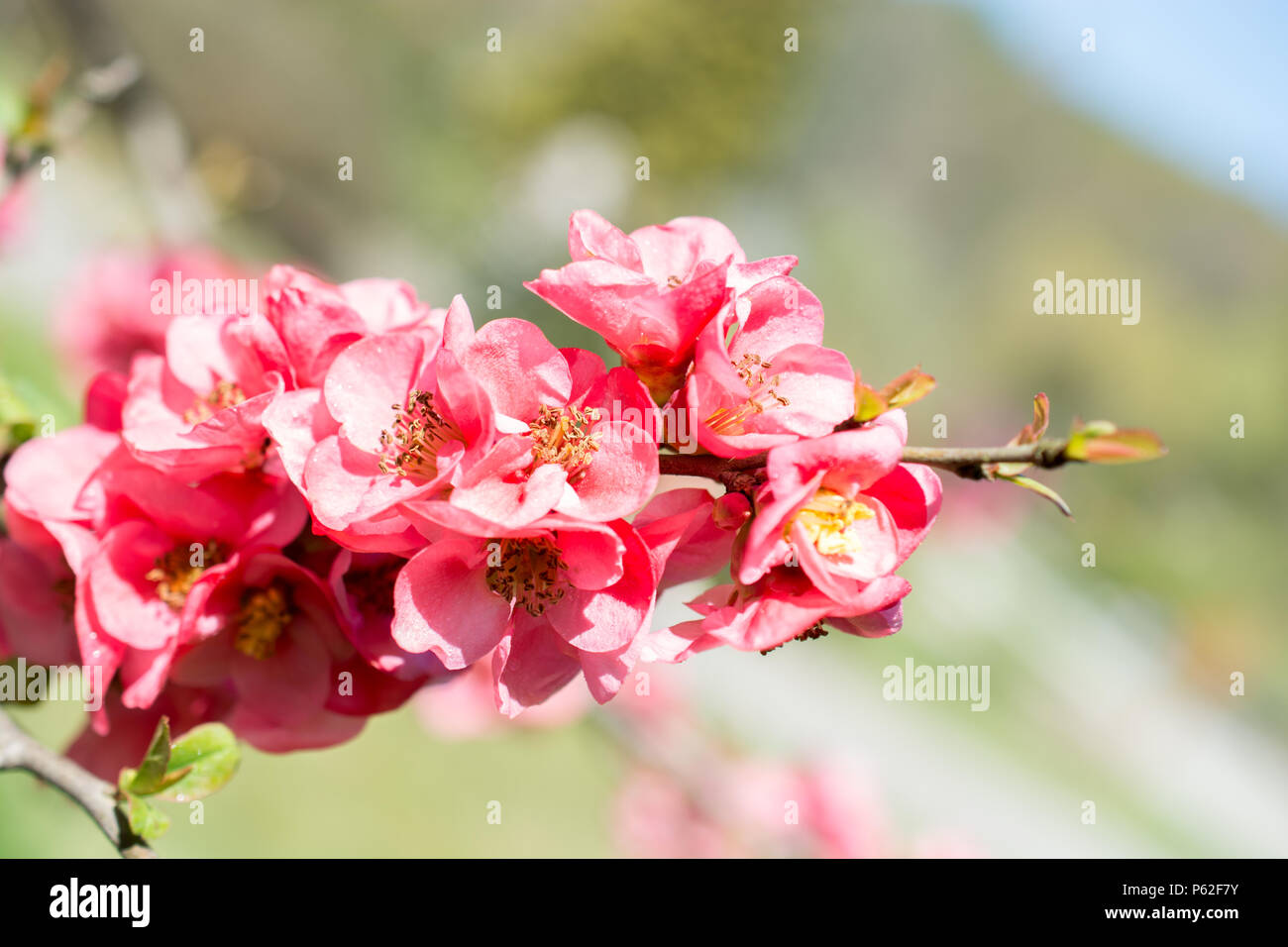 Tree bloom blossom beautiful flowers in spring season Stock Photo - Alamy
