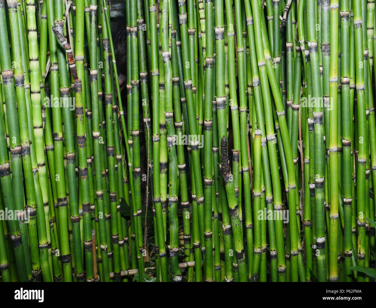 Stems of horsetail hi-res stock photography and images - Alamy
