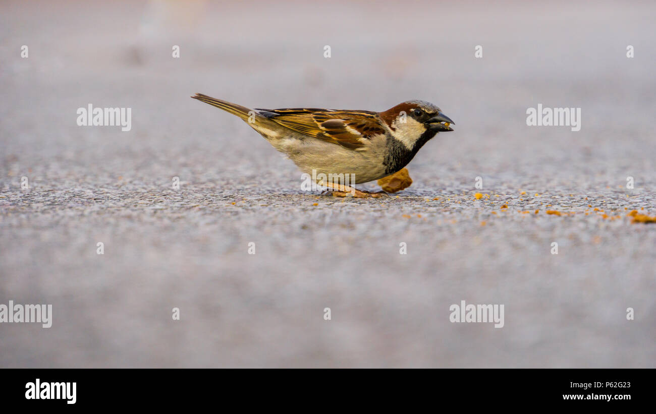Mallorca, Little sparrow standing on the ground Stock Photo - Alamy