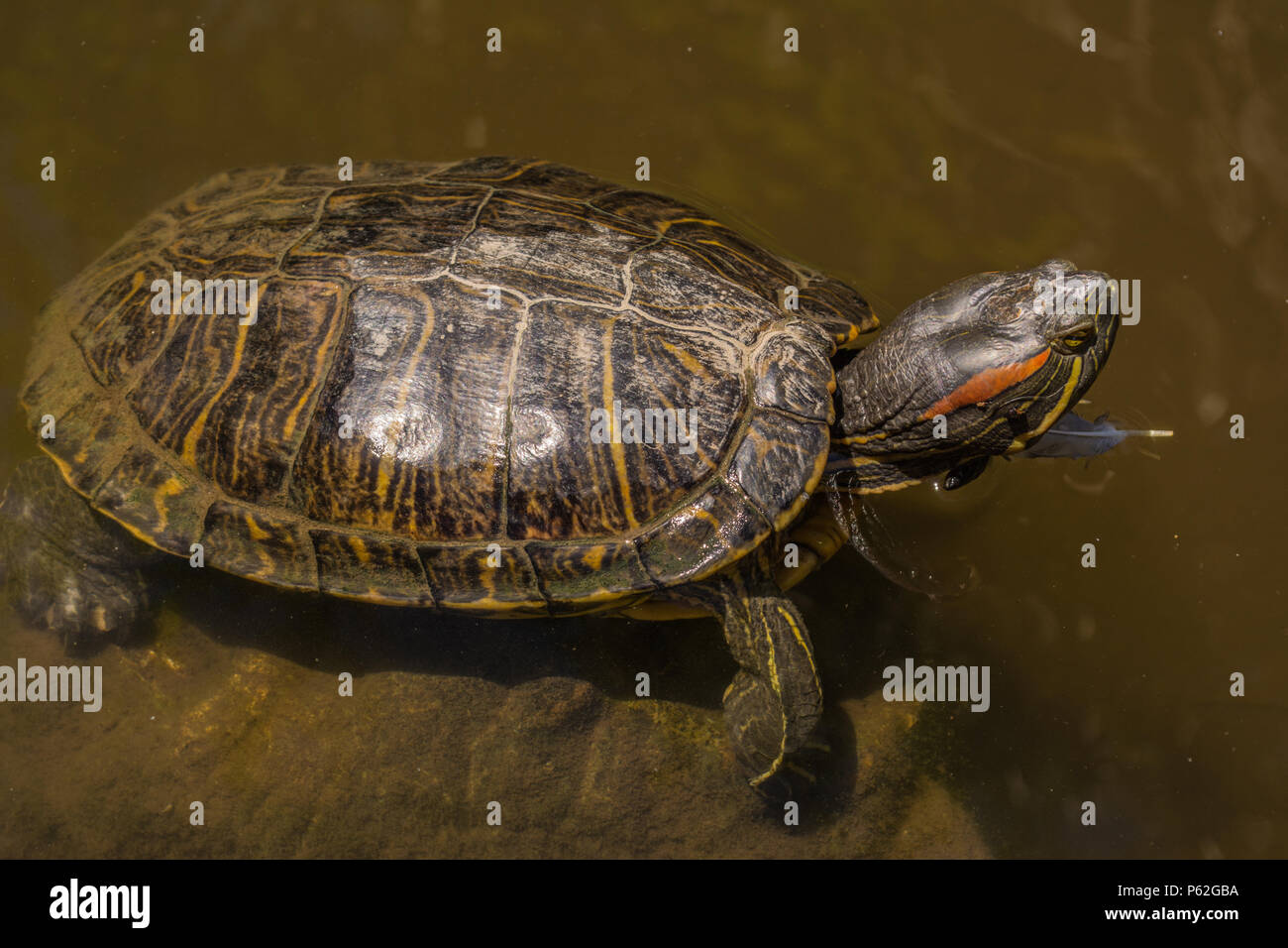 Trachemys scripta elegans / red eared slider Stock Photo - Alamy