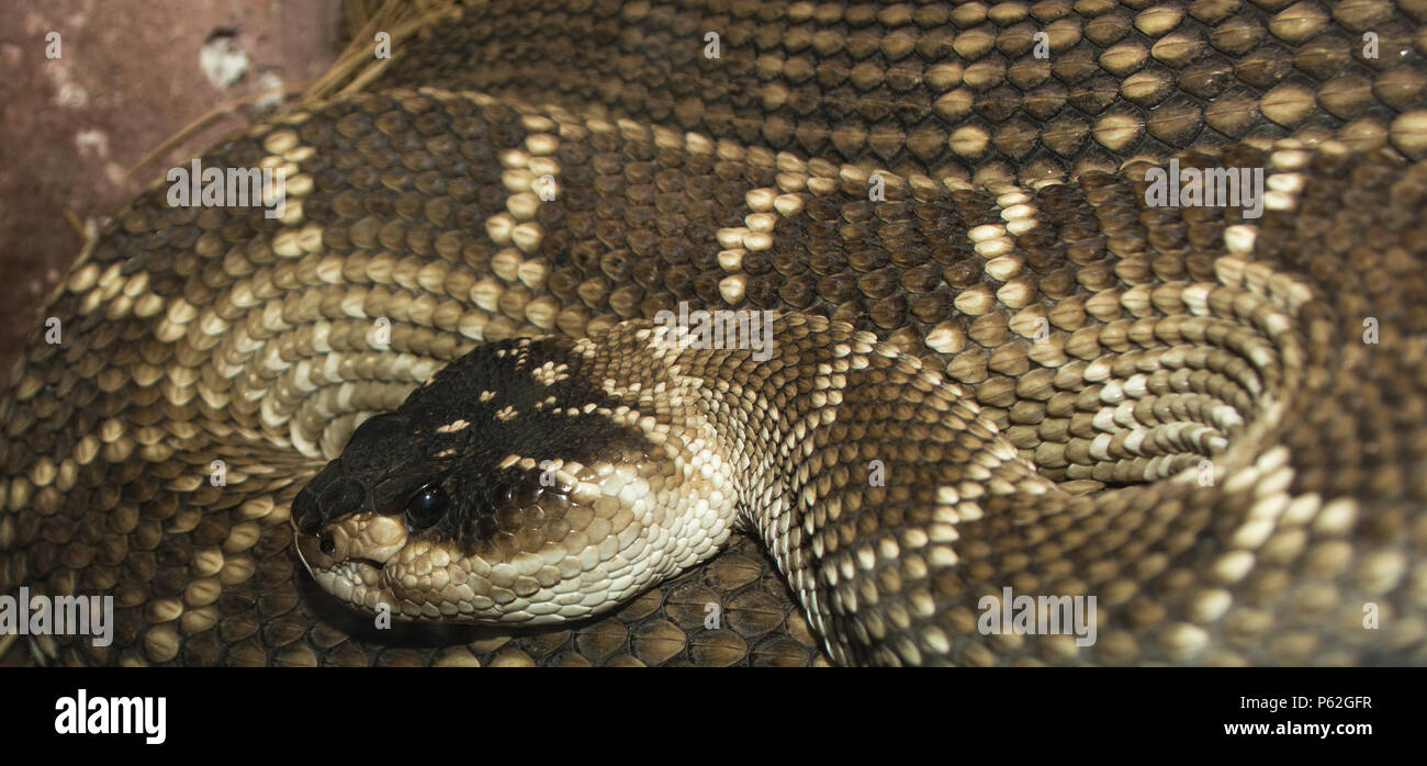 Western Diamondback Rattlesnake Tattoos