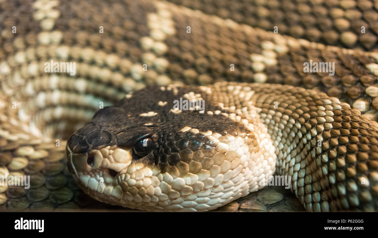 Crotalus molossus nigrescens / black tail rattlesnake Stock Photo - Alamy