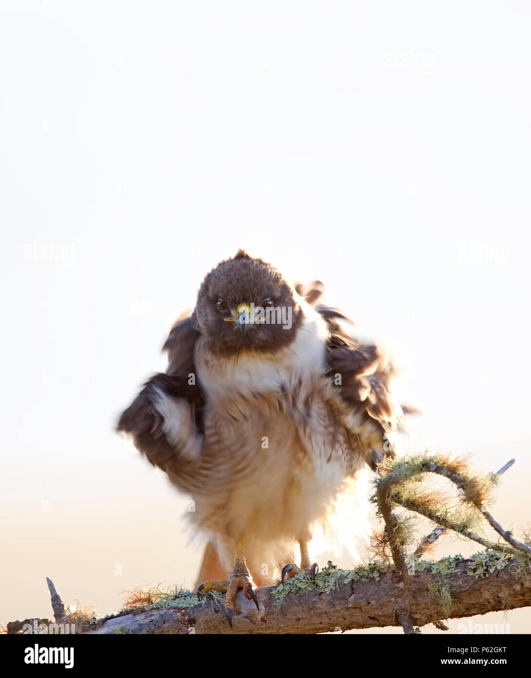 Fluffed High Resolution Stock Photography and Images - Alamy