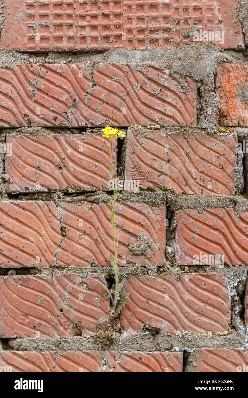 Seamless texture yellow brick wall hi-res stock photography and images ...