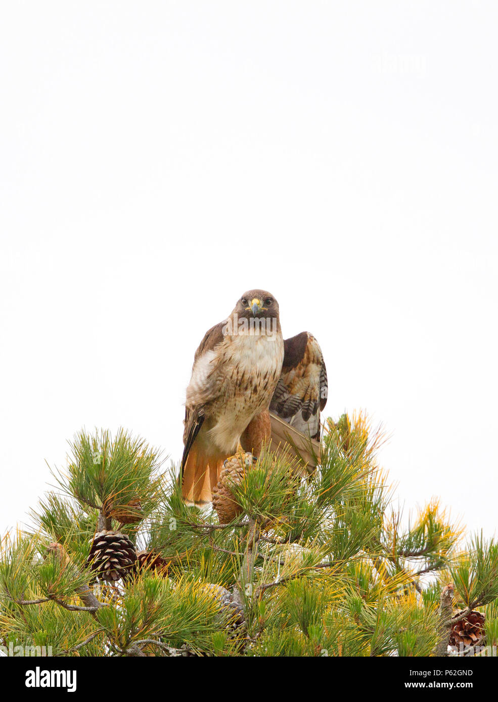 Red tailed hawk perched on top of pine tree hi-res stock photography ...