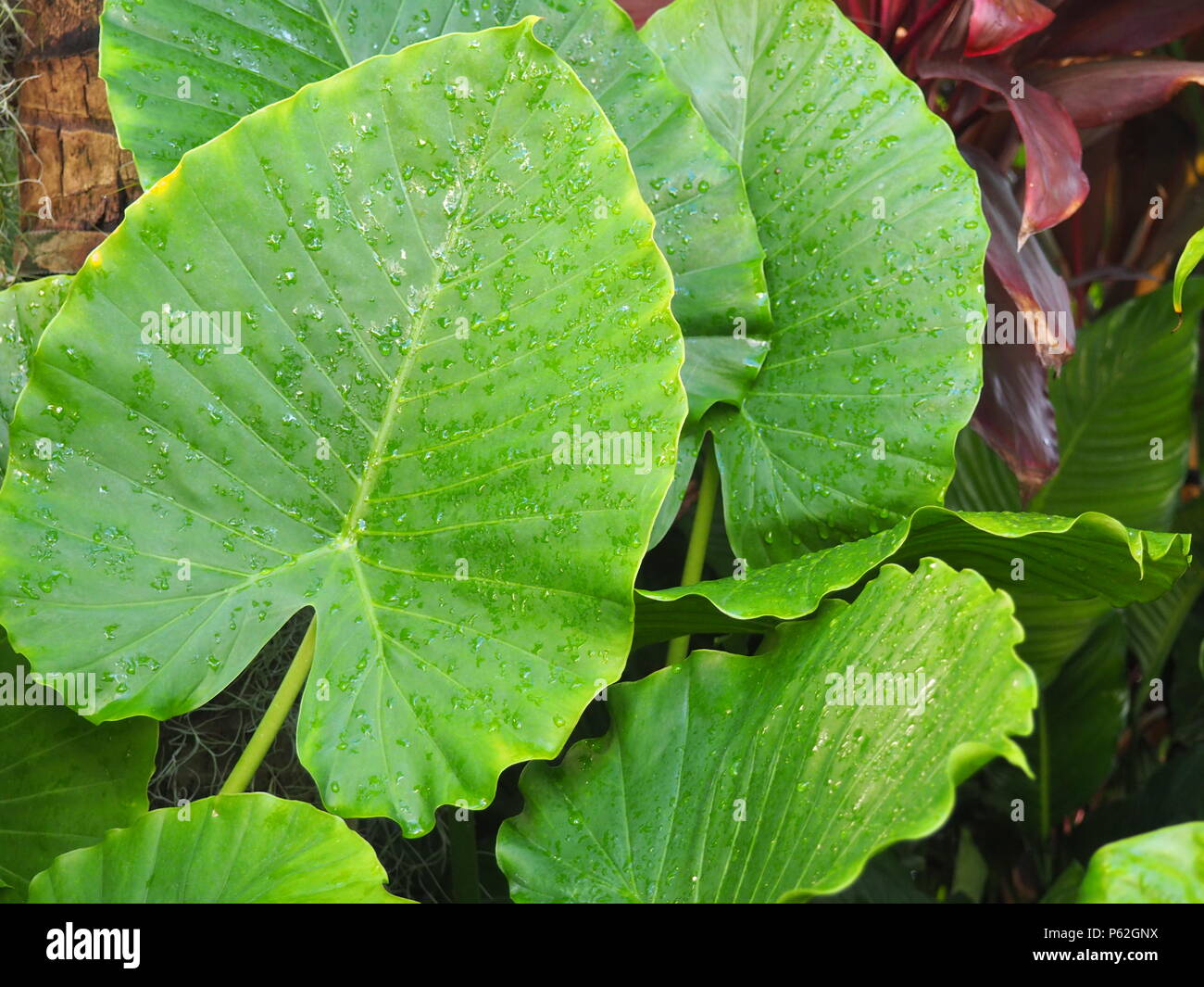 Big green leaves hi-res stock photography and images - Alamy