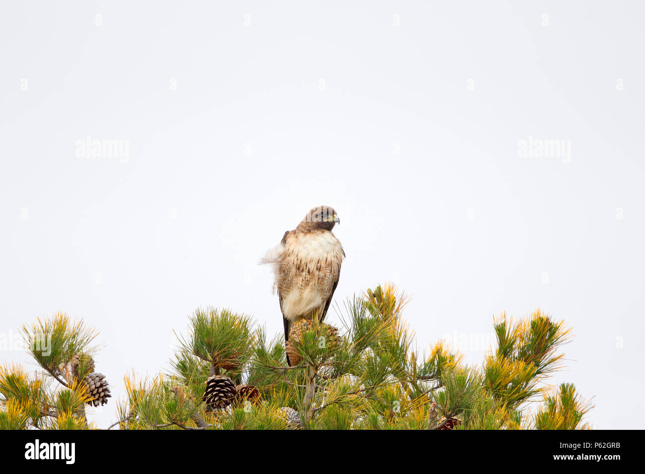 Red tailed hawk perched on top of pine tree hi-res stock photography ...