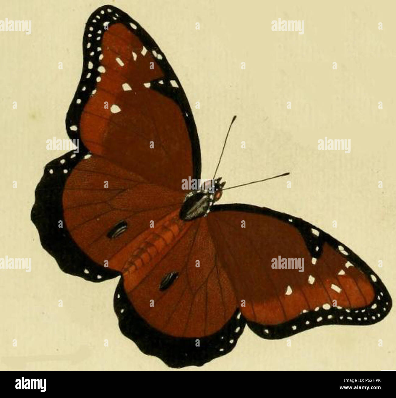 N/A. Plate CCV E, F: '(Papilio) Berenice' ( = Danaus gilippus berenice ...