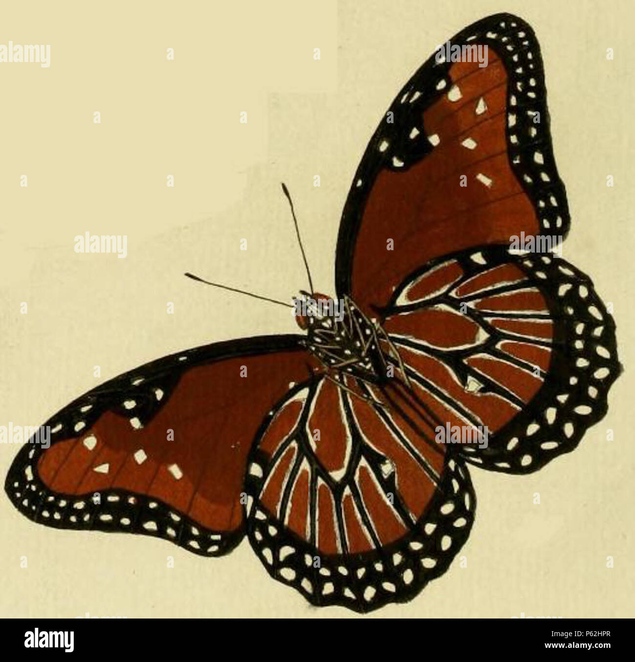 N/A. Plate CCV E, F: '(Papilio) Berenice' ( = Danaus gilippus berenice ...