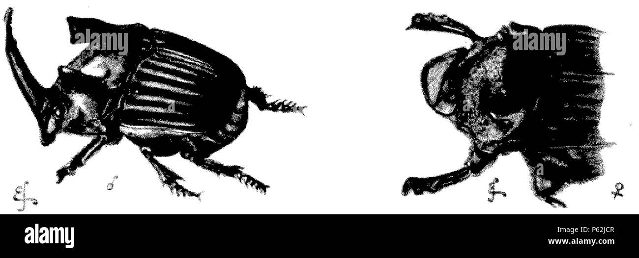 Darwinian evolutionary theory hi-res stock photography and images - Alamy