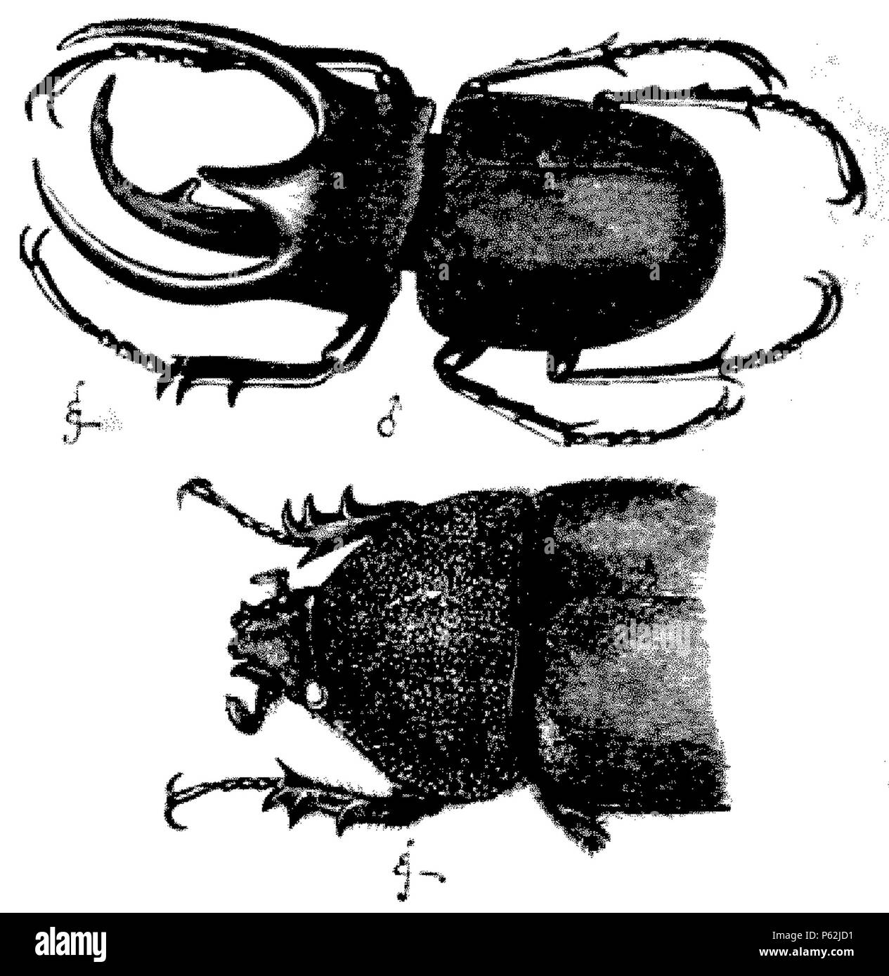 Theories of evolution of species Black and White Stock Photos & Images ...