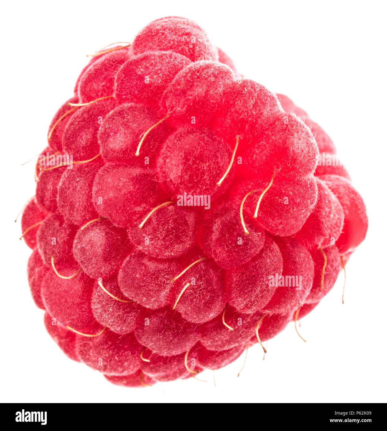 isolated berry. One fresh raspberry fruit isolated on white background ...