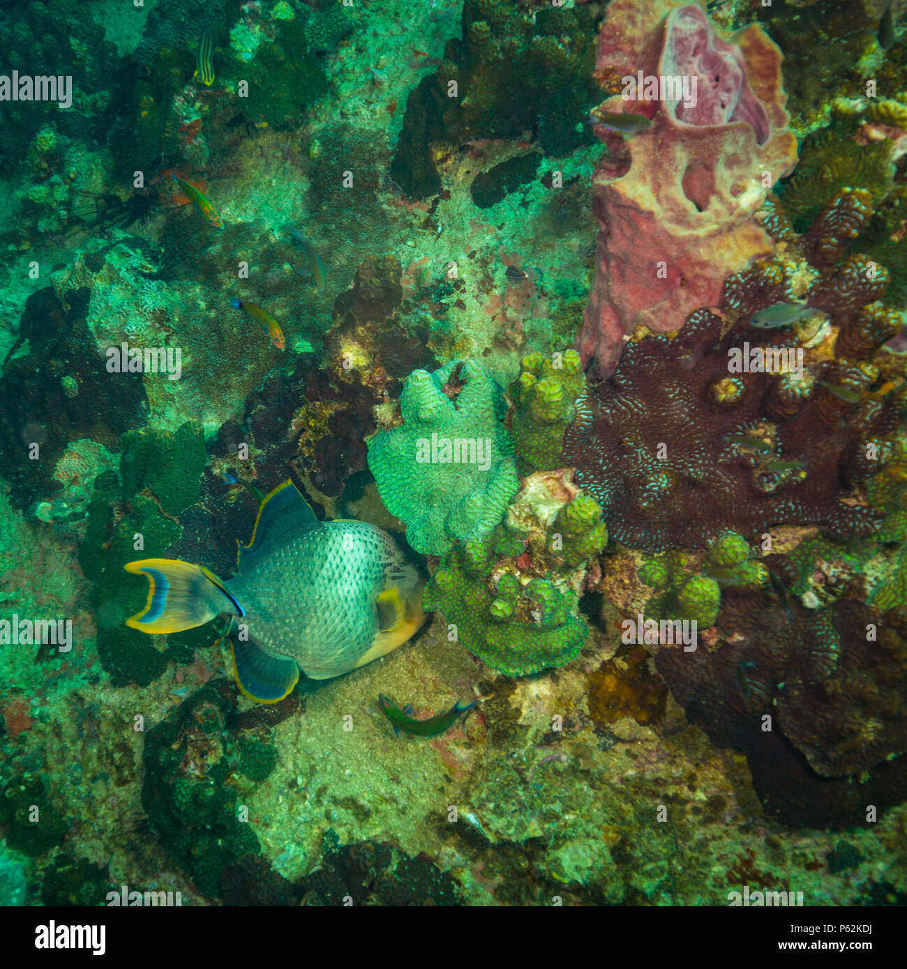 A blue triggerfish hi-res stock photography and images - Alamy