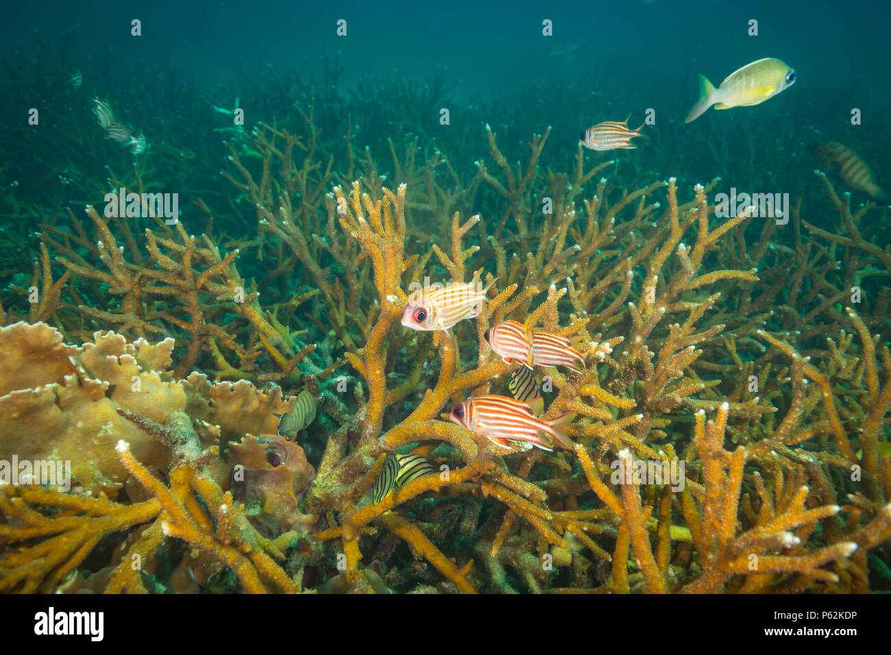 Red squirrel fish hi-res stock photography and images - Alamy