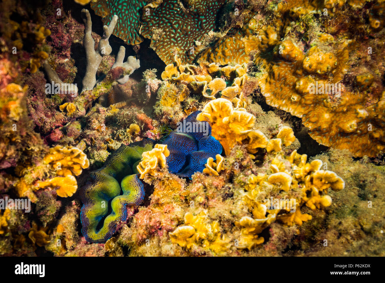 Shell on coral reef of Koh Tao Stock Photo - Alamy
