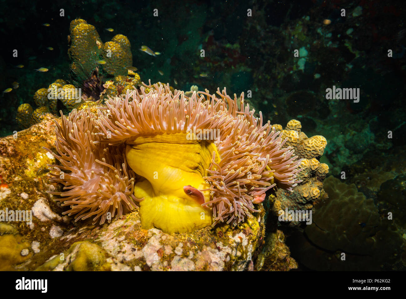 Anemone on coral reef of Koh Tao Stock Photo - Alamy