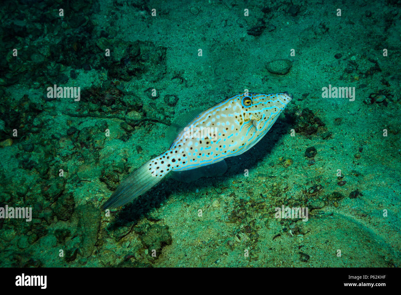A fish on a reef near Kot Tao island Stock Photo - Alamy