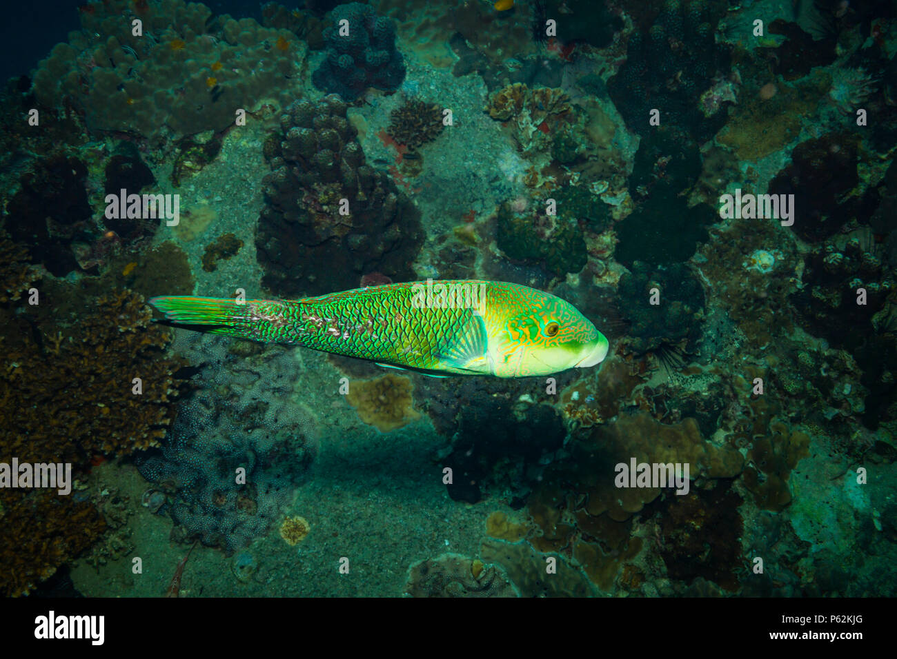 Green fin parrot fish hi-res stock photography and images - Alamy