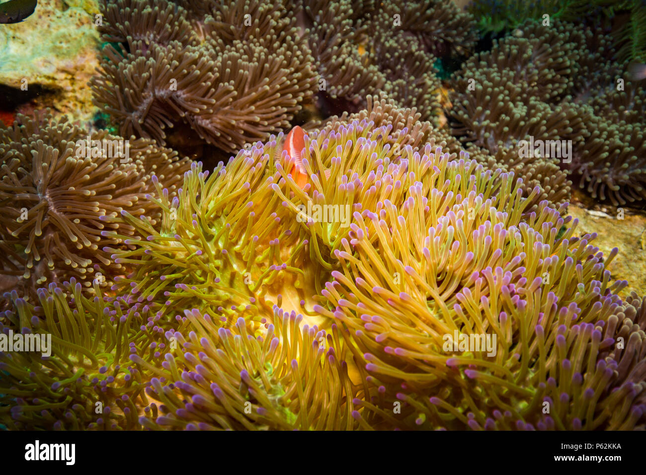 Anemone on coral reef of Koh Tao Stock Photo - Alamy