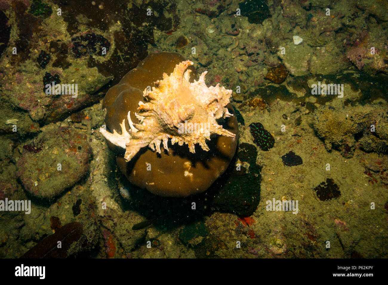 Shell on coral reef of Koh Tao Stock Photo - Alamy