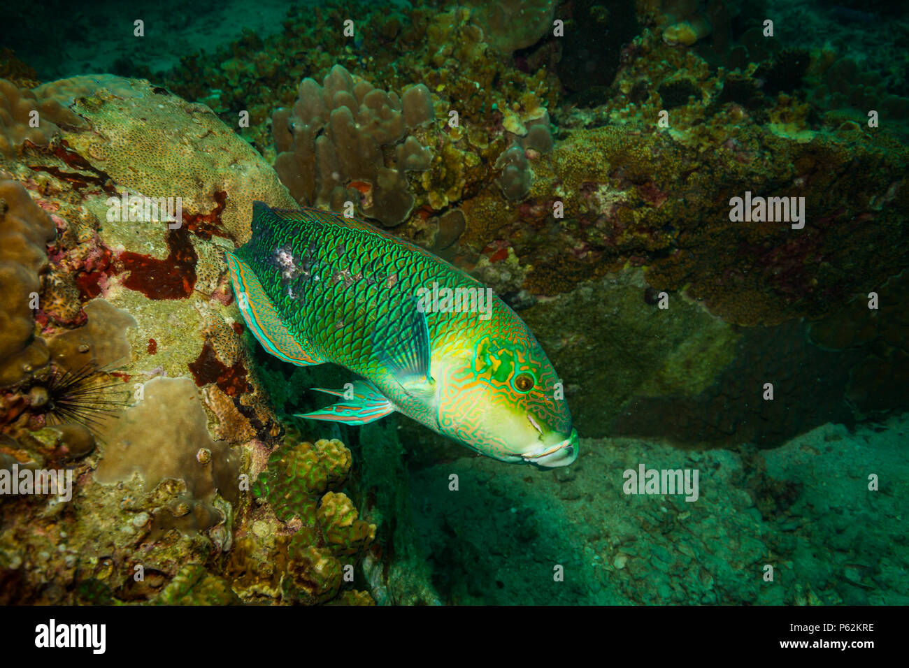 Green fin parrot fish hi-res stock photography and images - Alamy