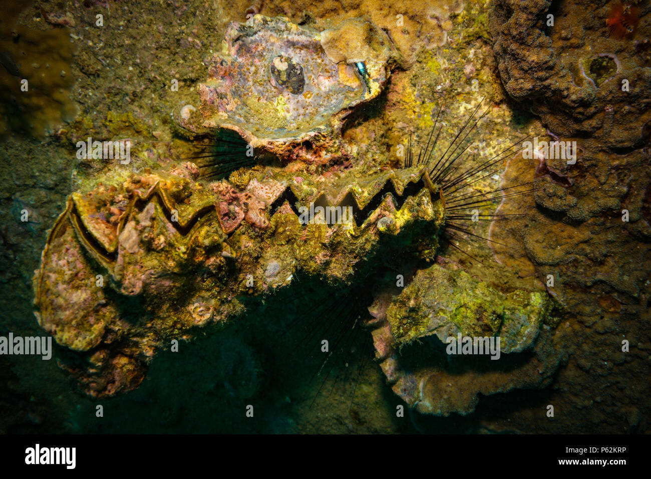 Clam shellfish on coral hi-res stock photography and images - Alamy