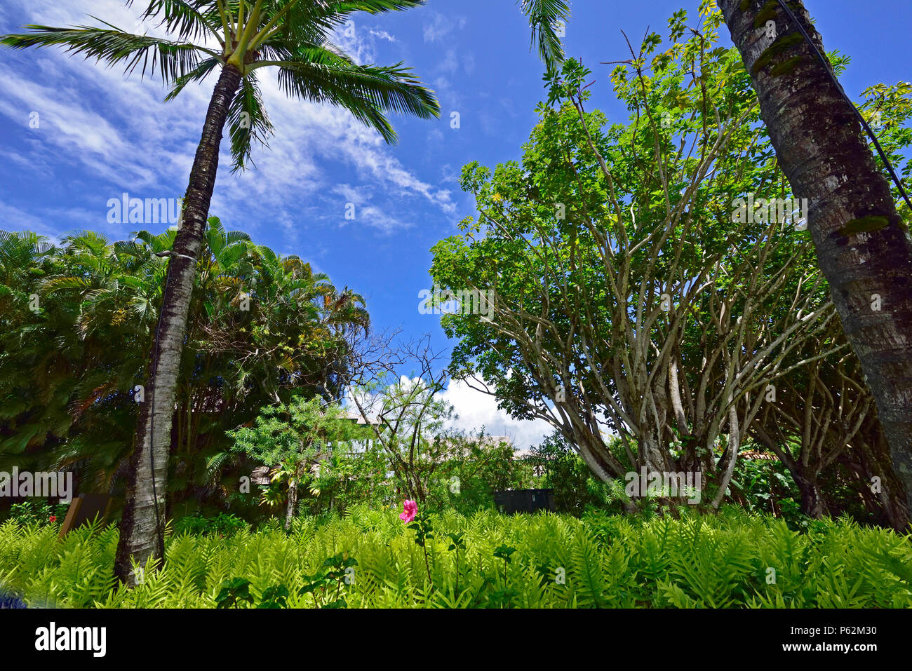 Pali waterfall oahu hi-res stock photography and images - Alamy