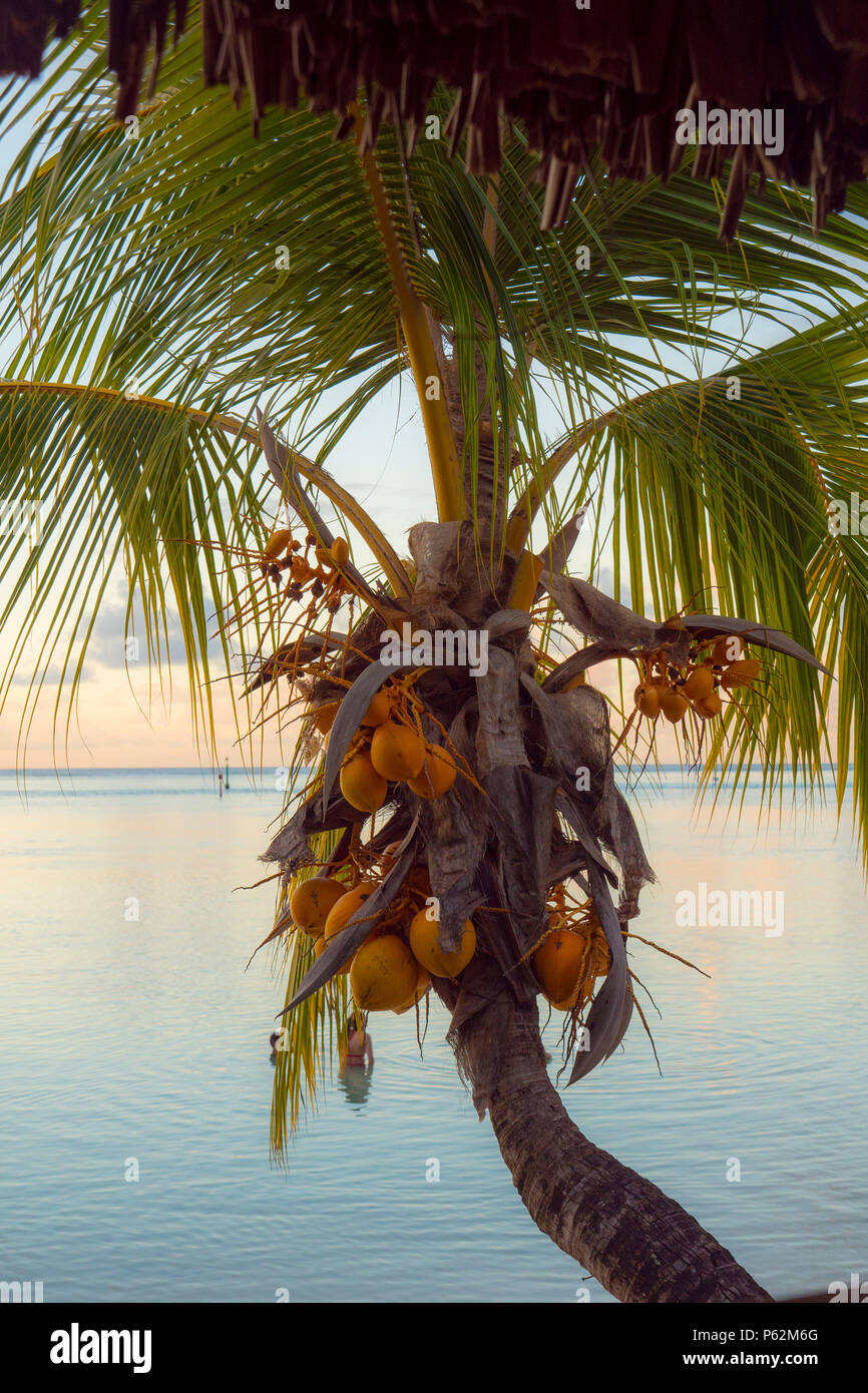 Coconut Palm Tree, Tiahura, Moorea, French Polynesia, South Pacific ...