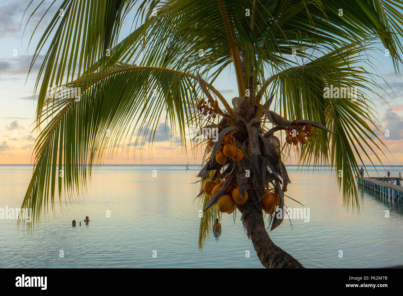Coconut Palm Tree, Tiahura, Moorea, French Polynesia, South Pacific ...