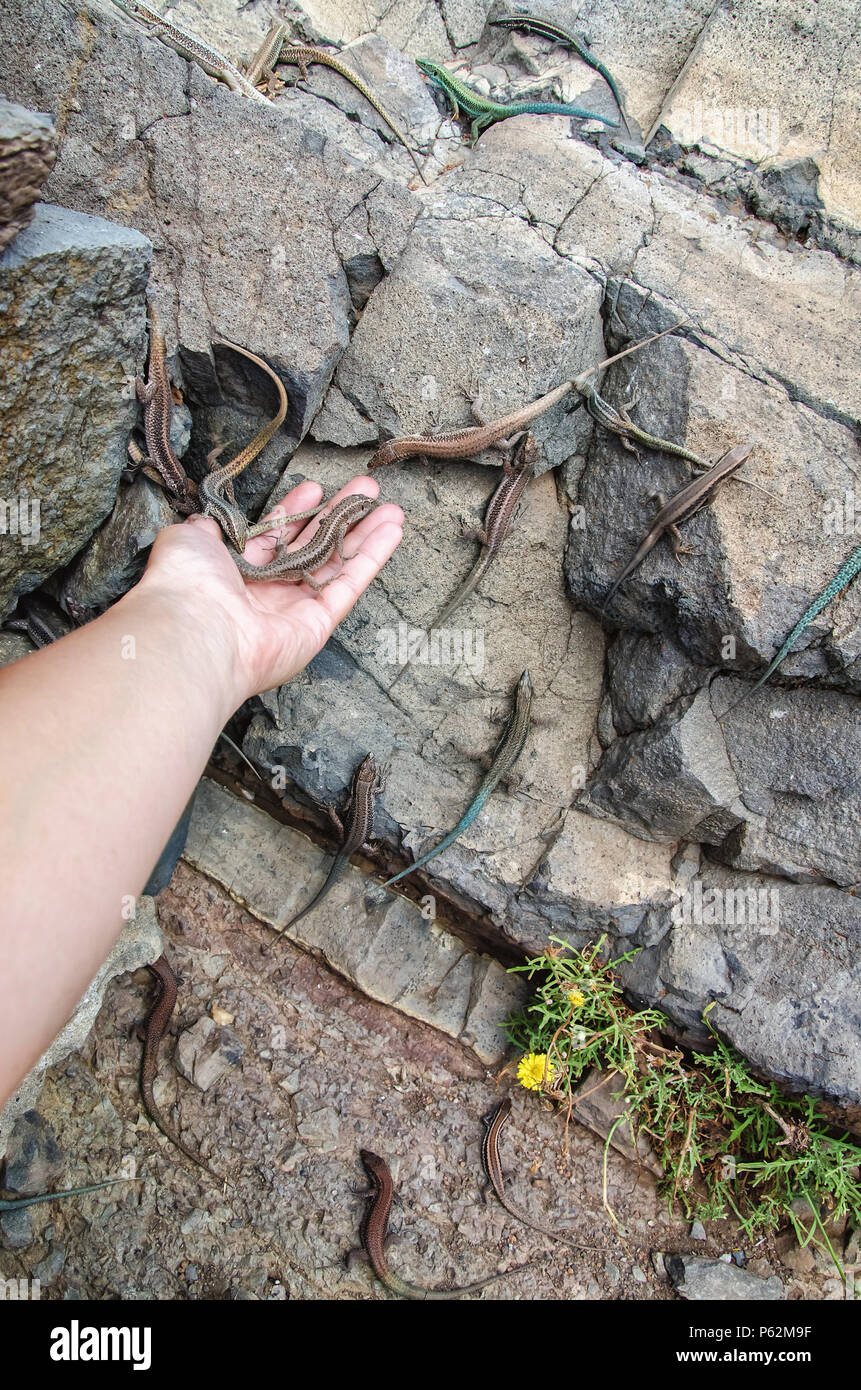 Madeira wall lizard hi-res stock photography and images - Alamy