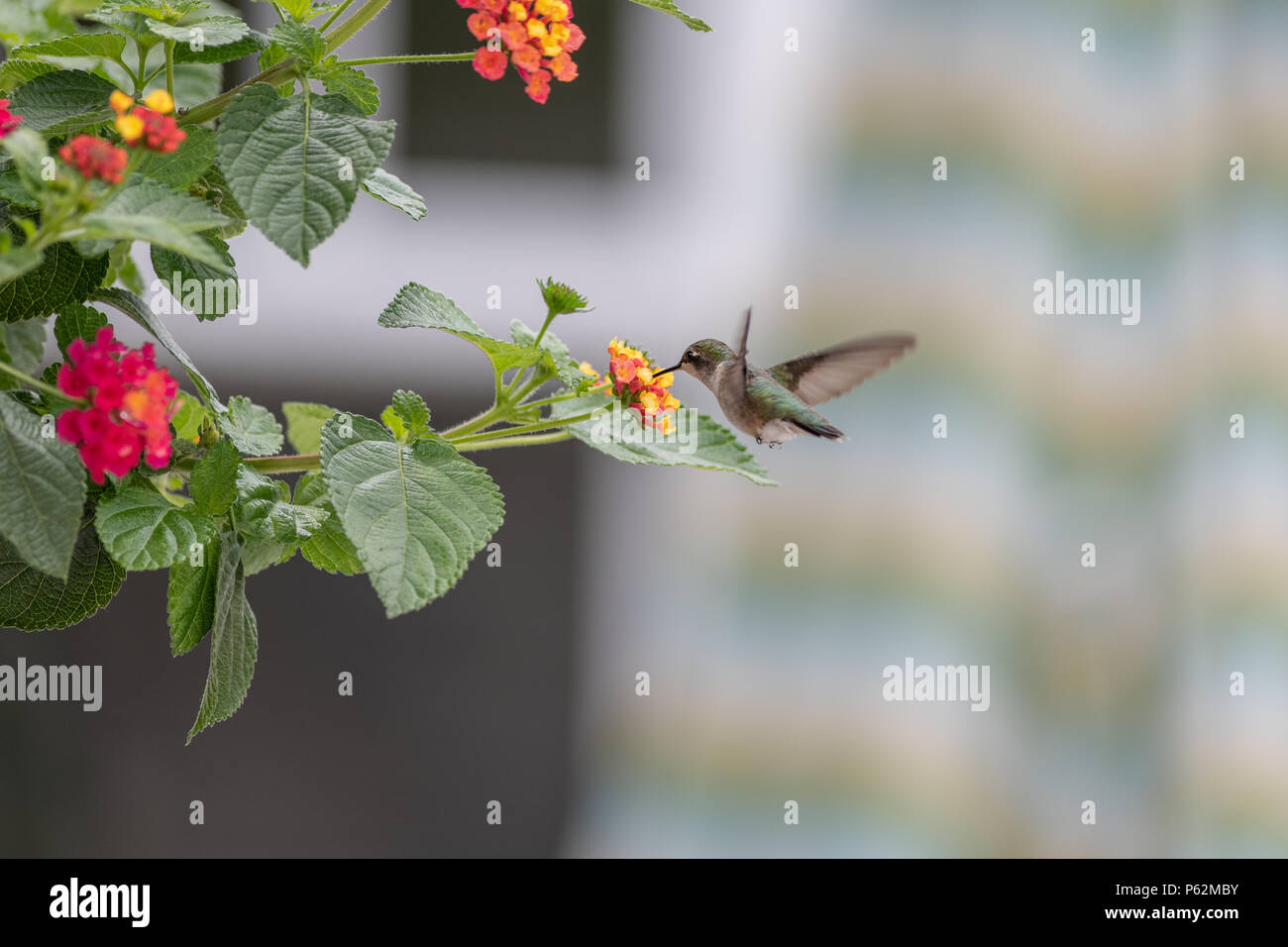 Hummingbird Feeding From Flowers High Resolution Stock Photography and ...