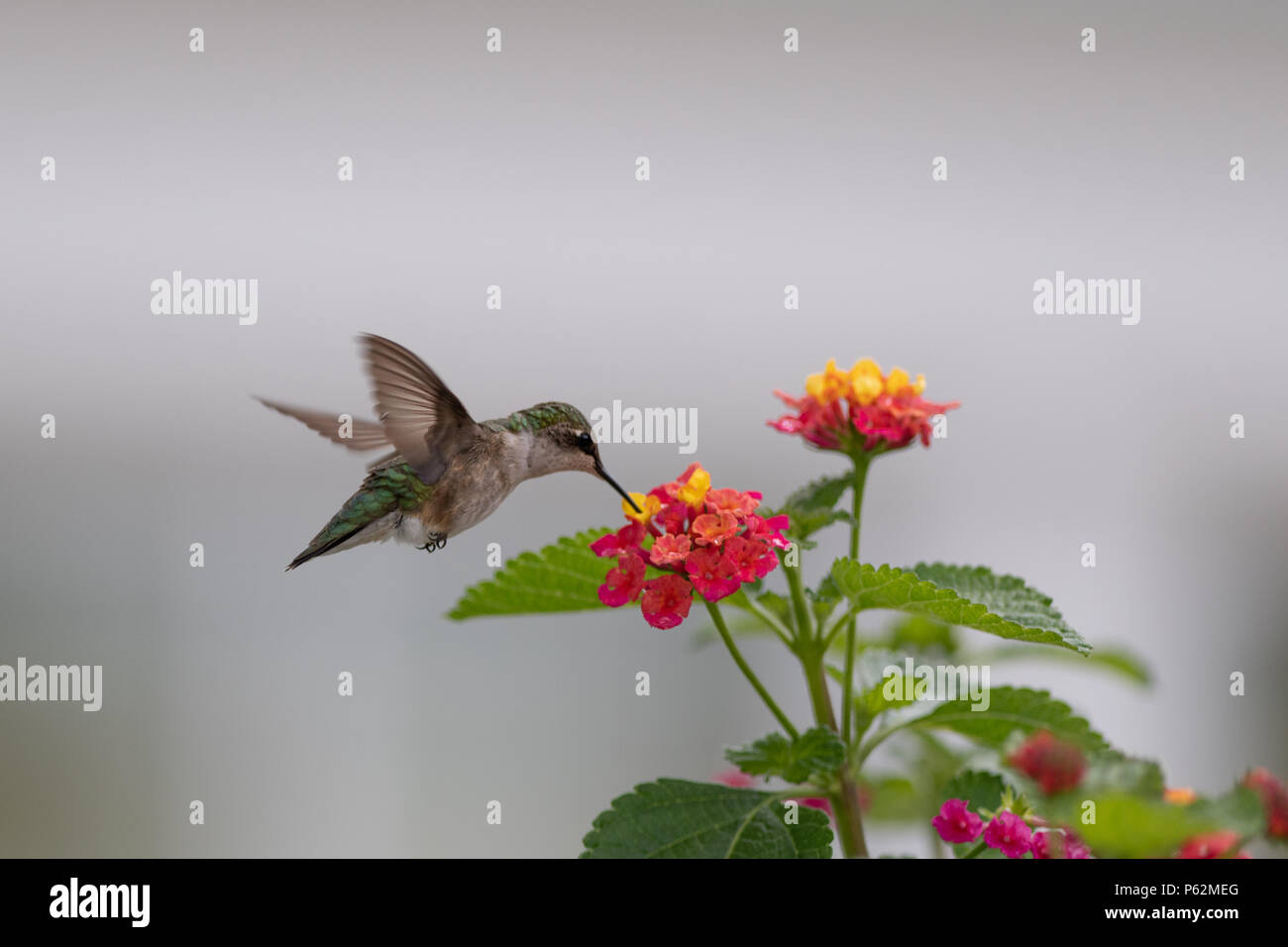 Hummingbird feeding from flowers hi-res stock photography and images ...