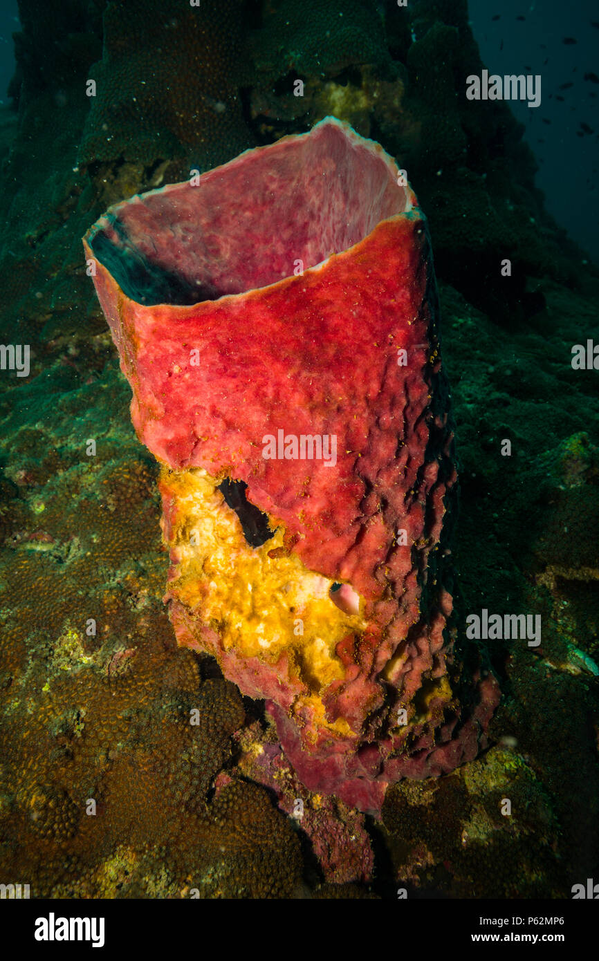 Sponge on the coral reef near the island of Tao Stock Photo - Alamy