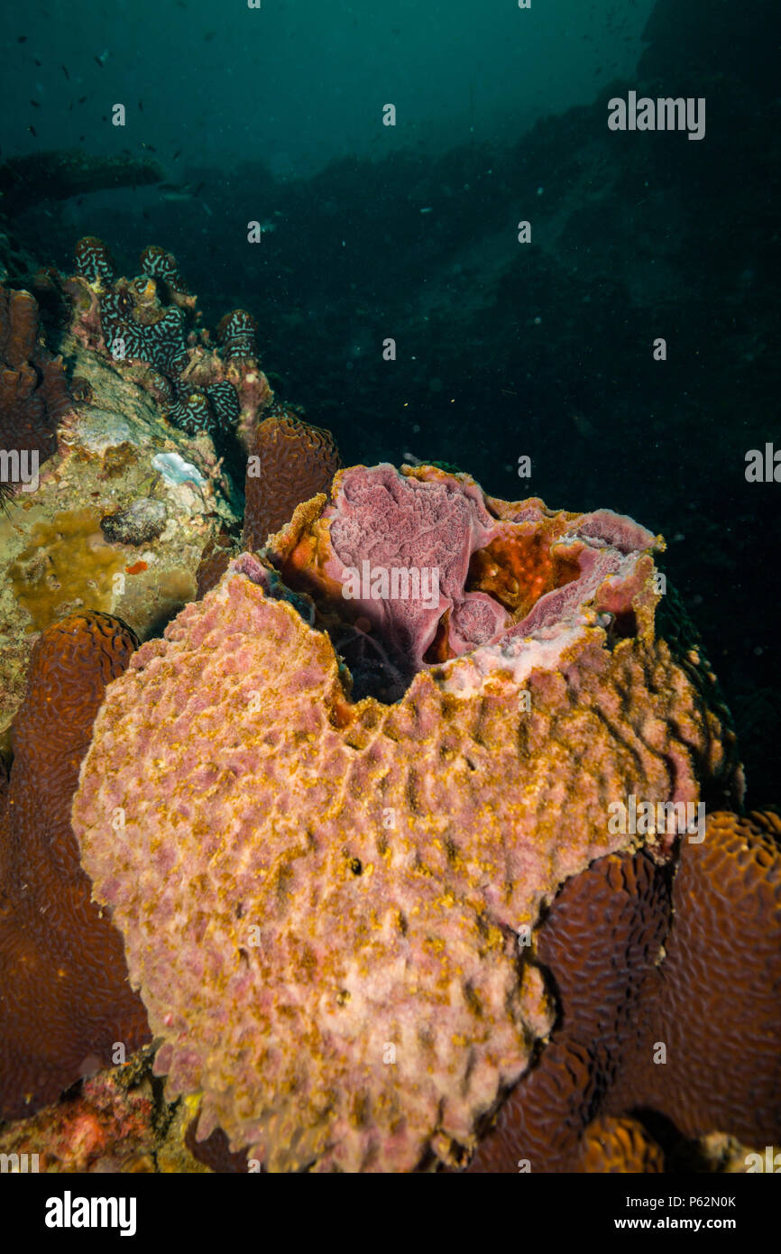 Sponge on the coral reef near the island of Tao Stock Photo - Alamy
