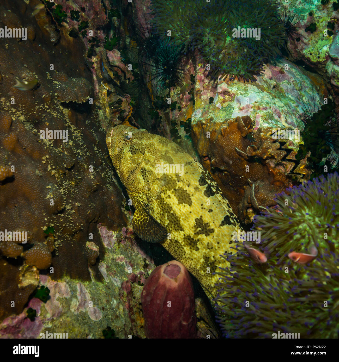 Malabar grouper near Koh Tao island Stock Photo - Alamy