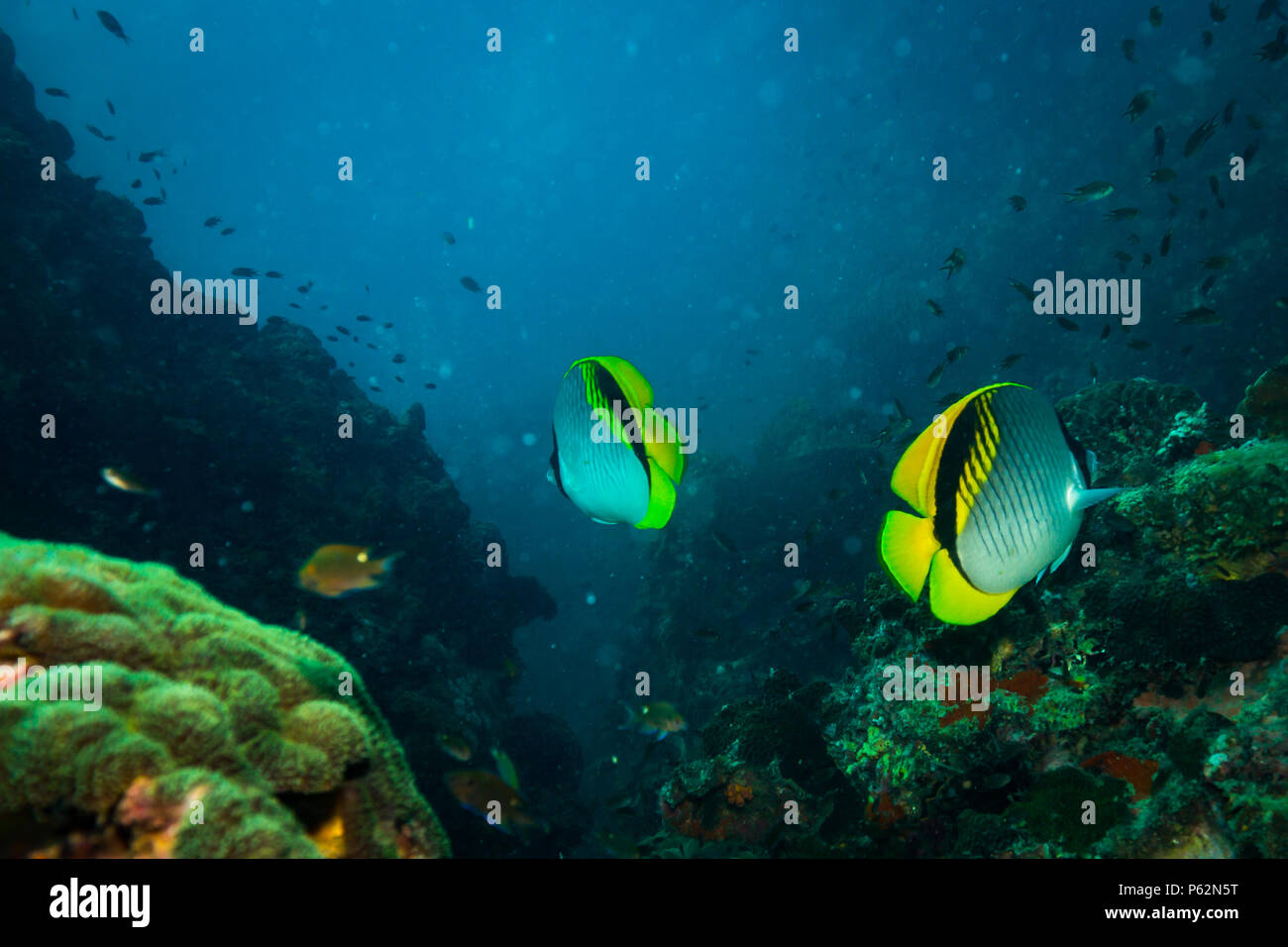 Masked butterflyfish on reef hi-res stock photography and images - Alamy