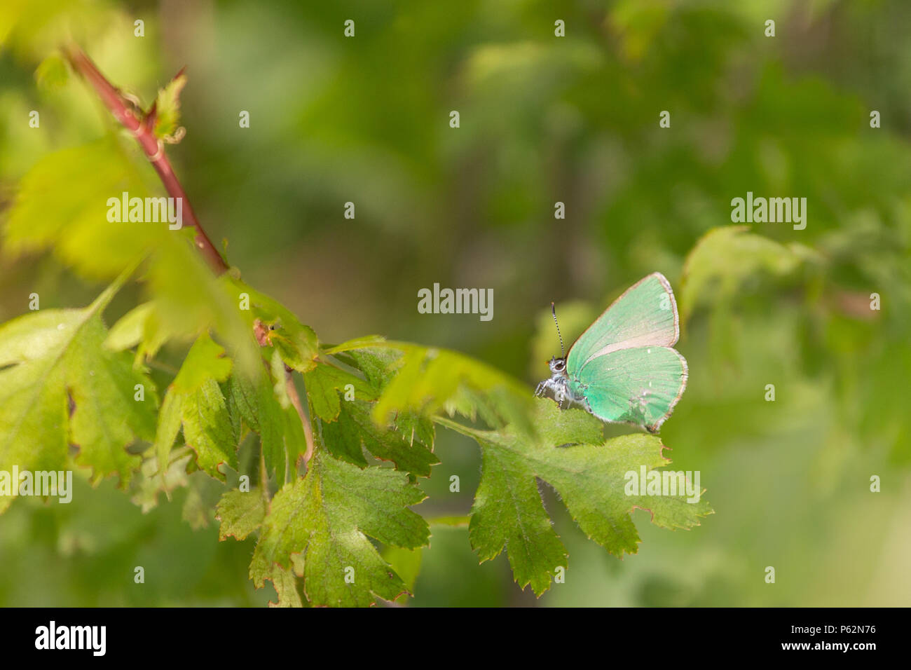 Gossamer-winged Butterfly in the morning Stock Photo - Alamy