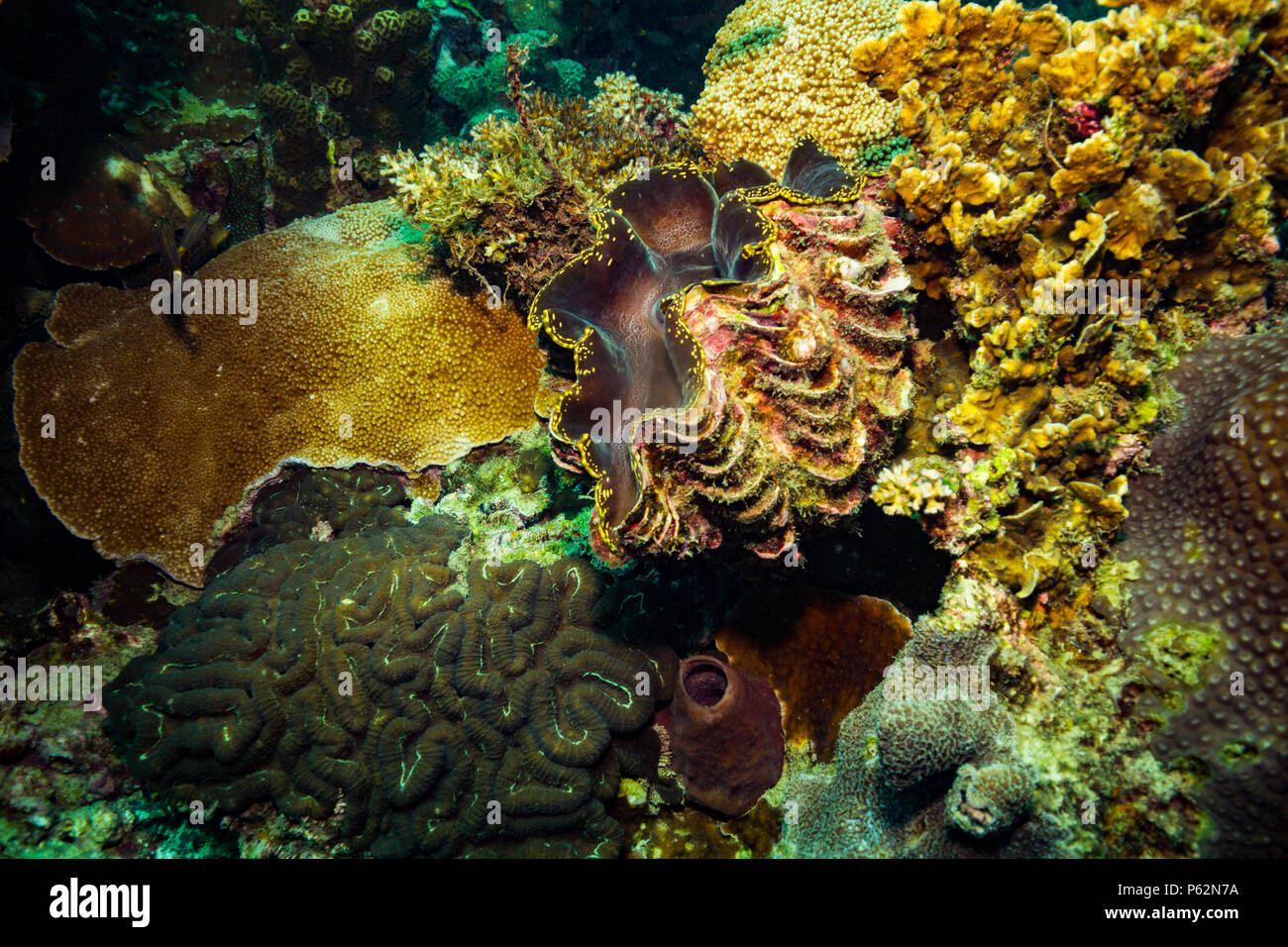 Clam shellfish on coral hi-res stock photography and images - Alamy