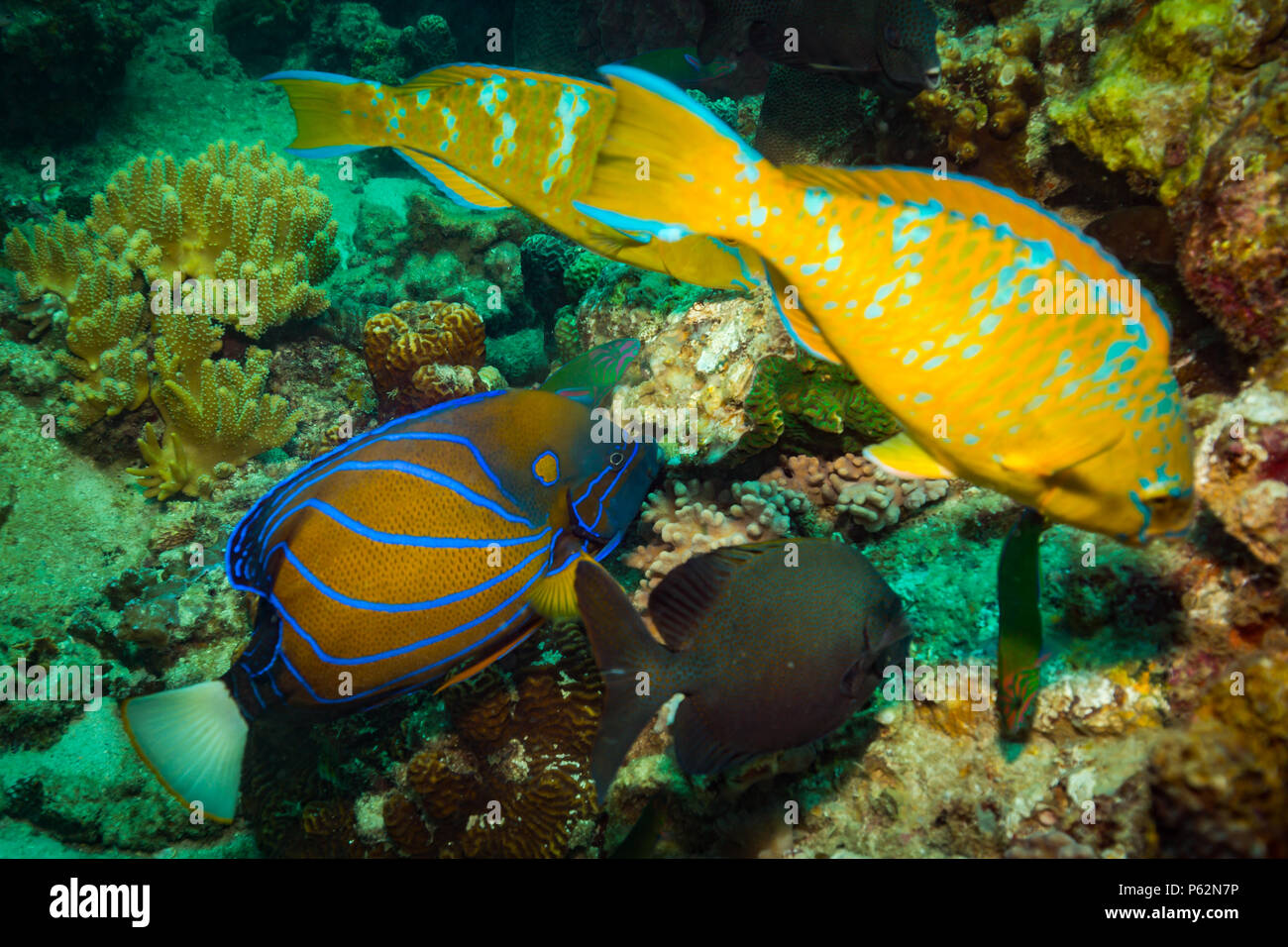 Masked butterflyfish on reef hi-res stock photography and images - Alamy