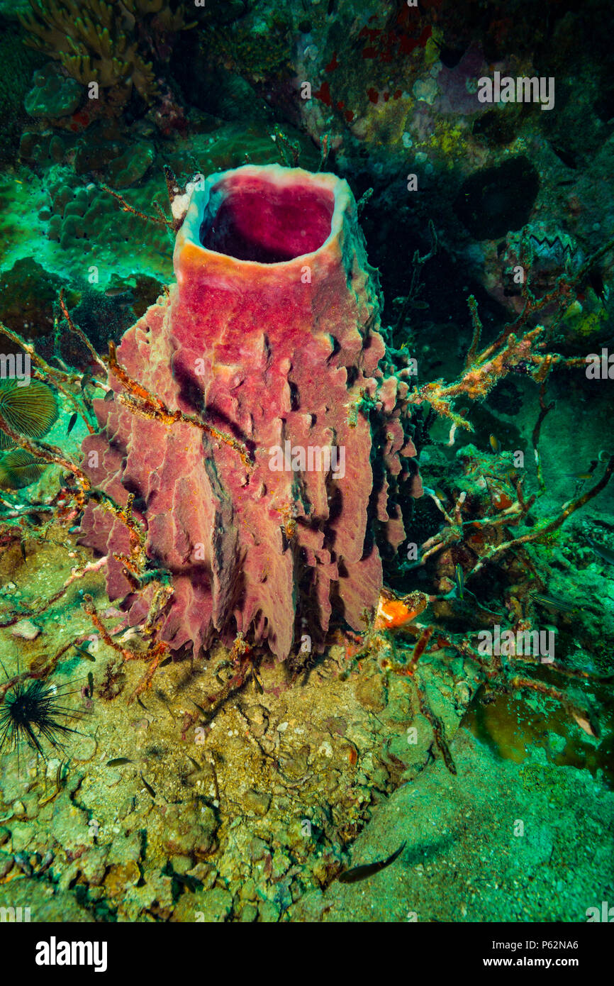 Sponge on the coral reef near the island of Tao Stock Photo - Alamy