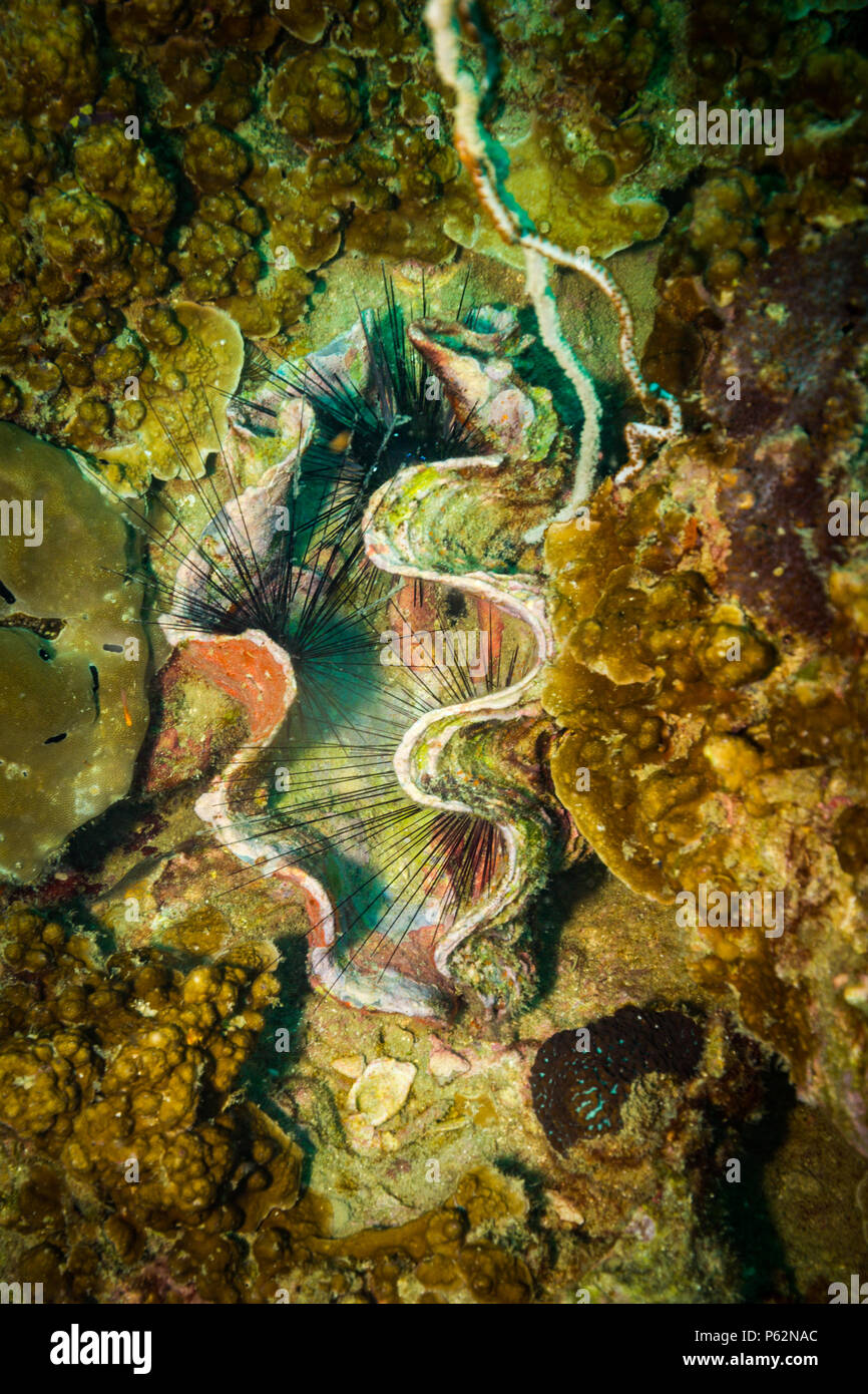 Shell on coral reef of Koh Tao Stock Photo - Alamy