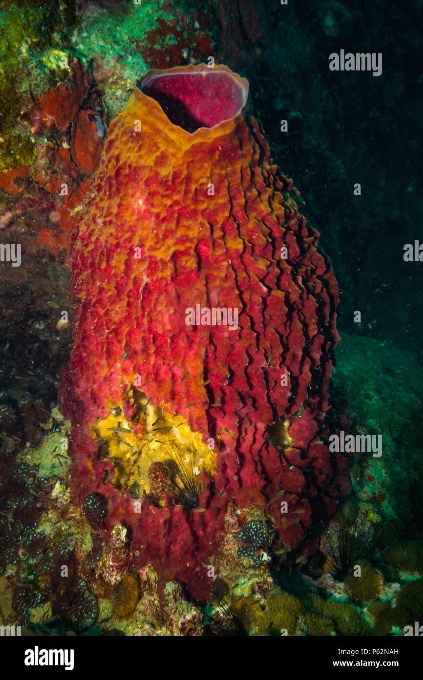 Sponge on the coral reef near the island of Tao Stock Photo - Alamy